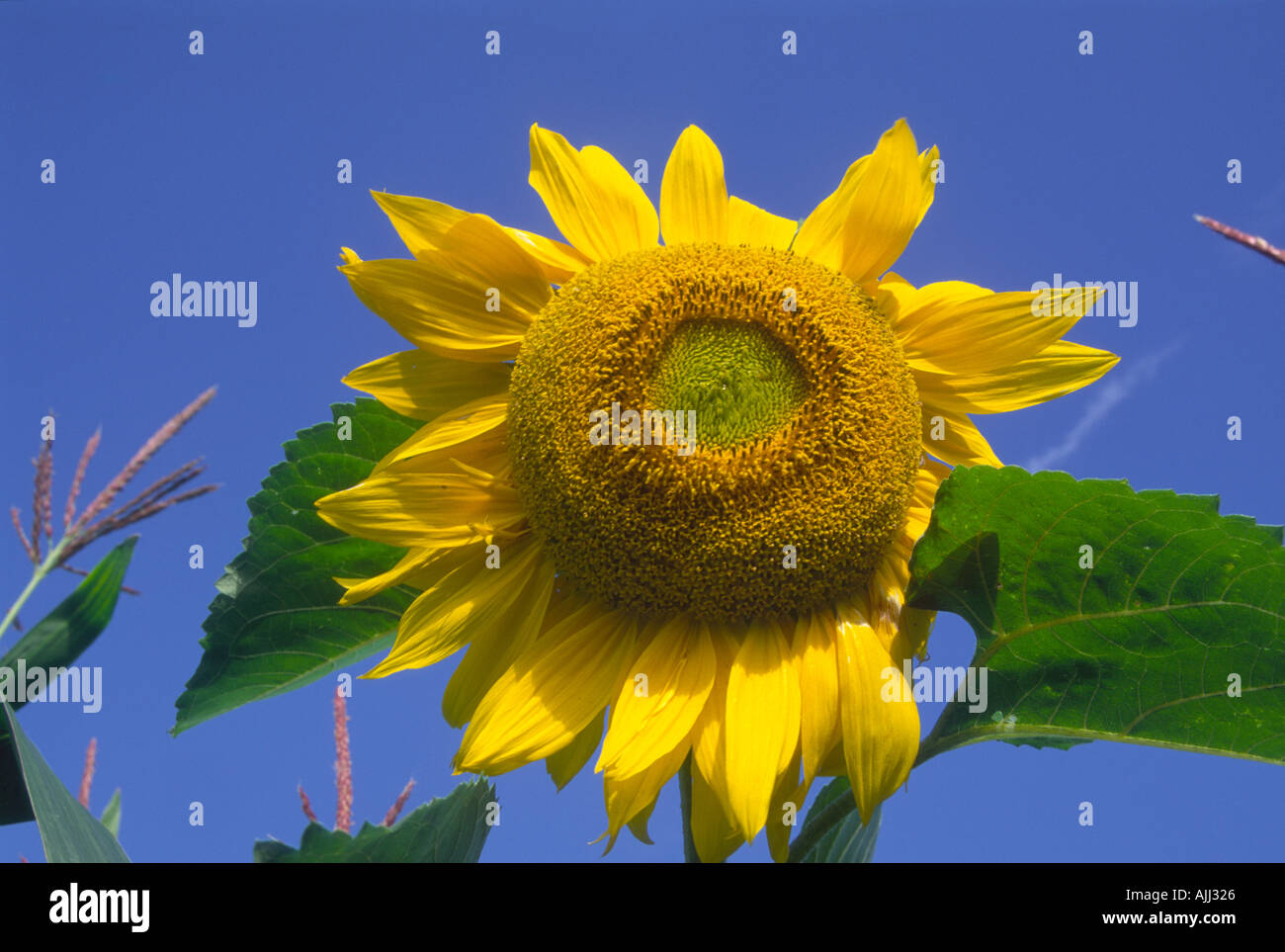 Sunflower from below sun hi-res stock photography and images - Alamy