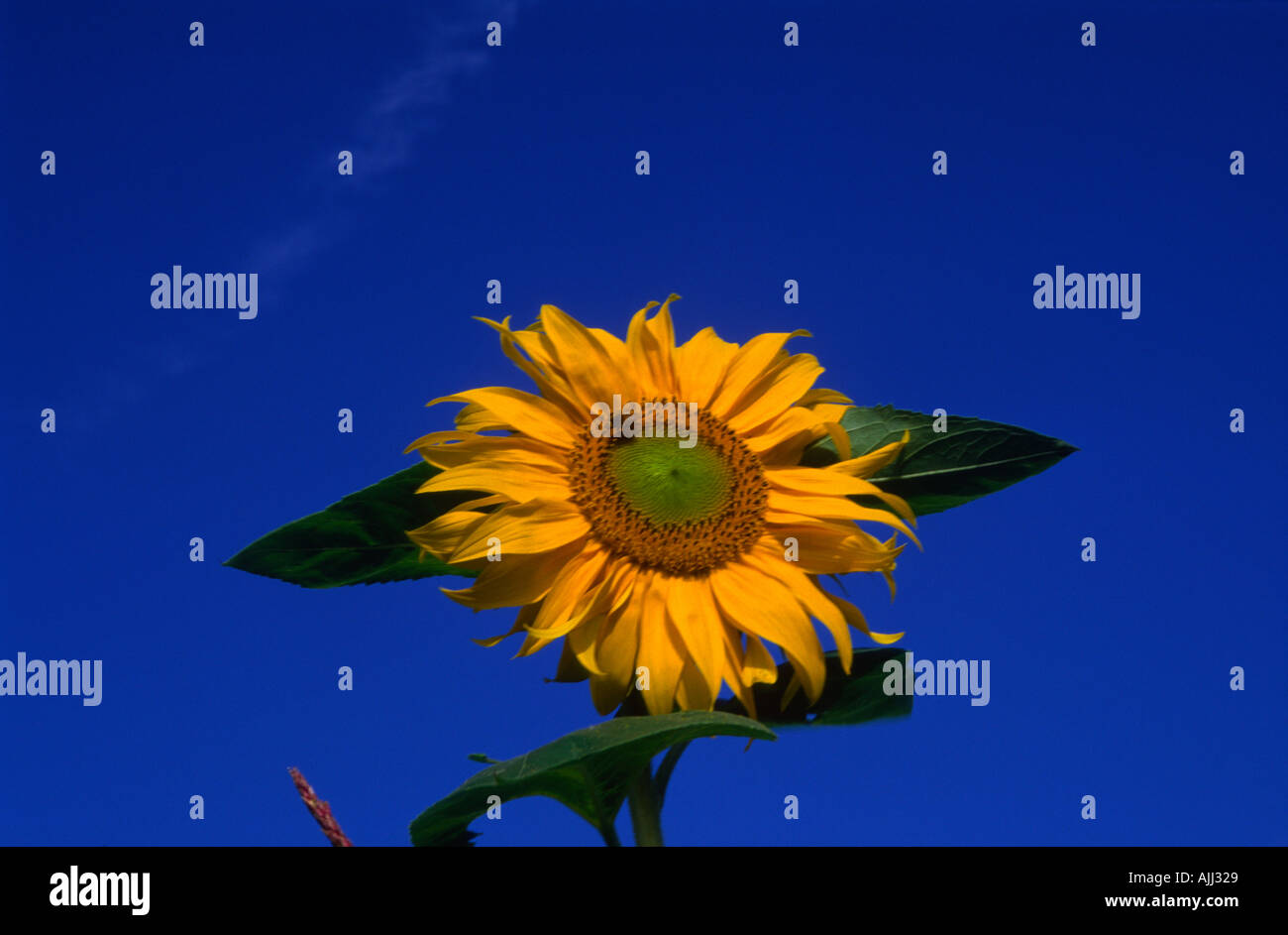 Sunflower from below sun hi-res stock photography and images - Alamy