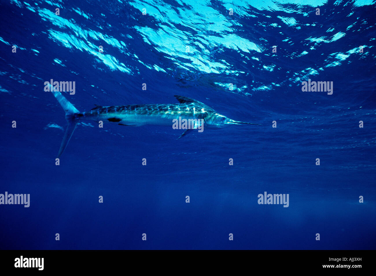 Striped marlin Tetrapturus audax Mexico Pacific Ocean Stock Photo - Alamy