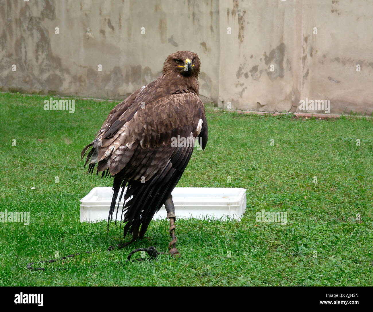 Hooked snout hi-res stock photography and images - Alamy