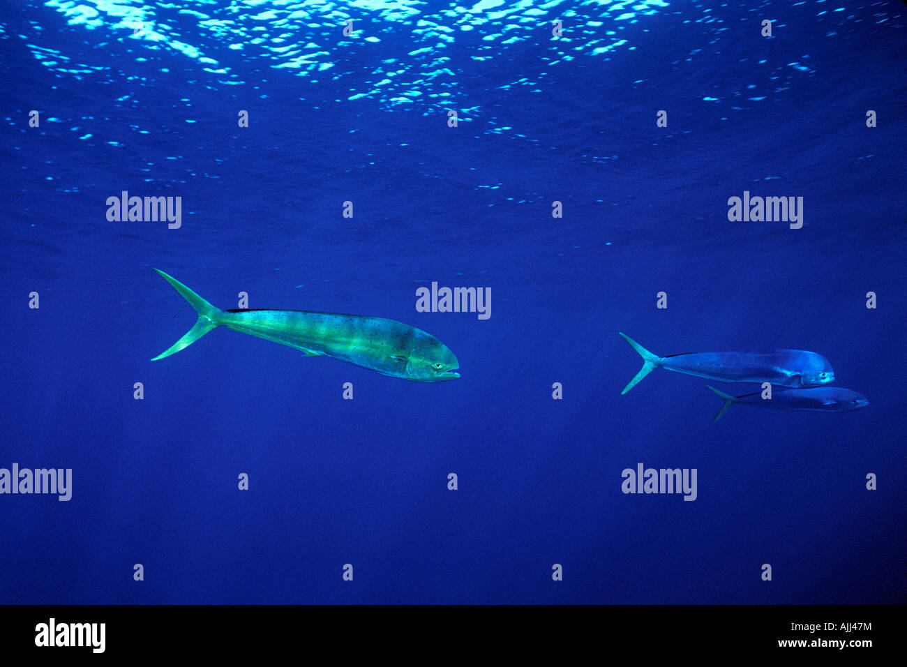 Common dolphinfish Coryphaena hippurus Mexico Pacific Ocean Stock Photo ...