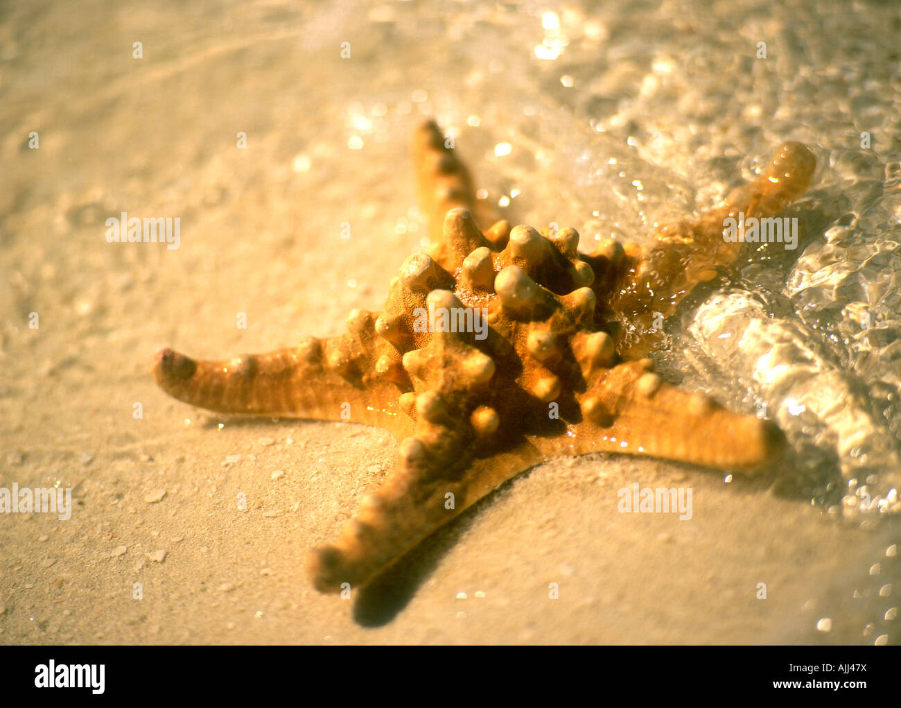 starfish by water's edge Stock Photo - Alamy