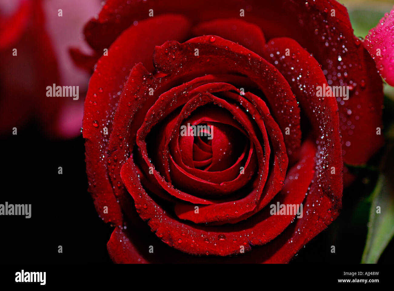 close up of a Dark red maroon rose with dew drops on the petals Stock ...