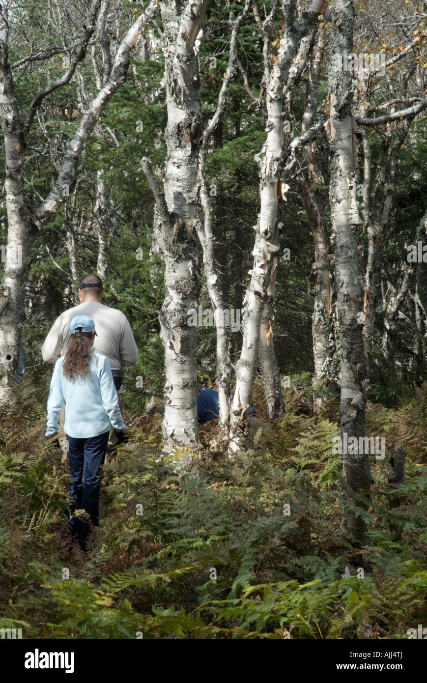 Hikers follow a herd path through a birch forest to Unknown Pond Peak ...
