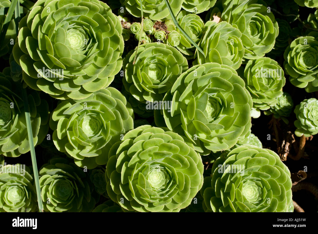 Rosettes of Aeonium arborum flowers Normandy France Stock Photo - Alamy