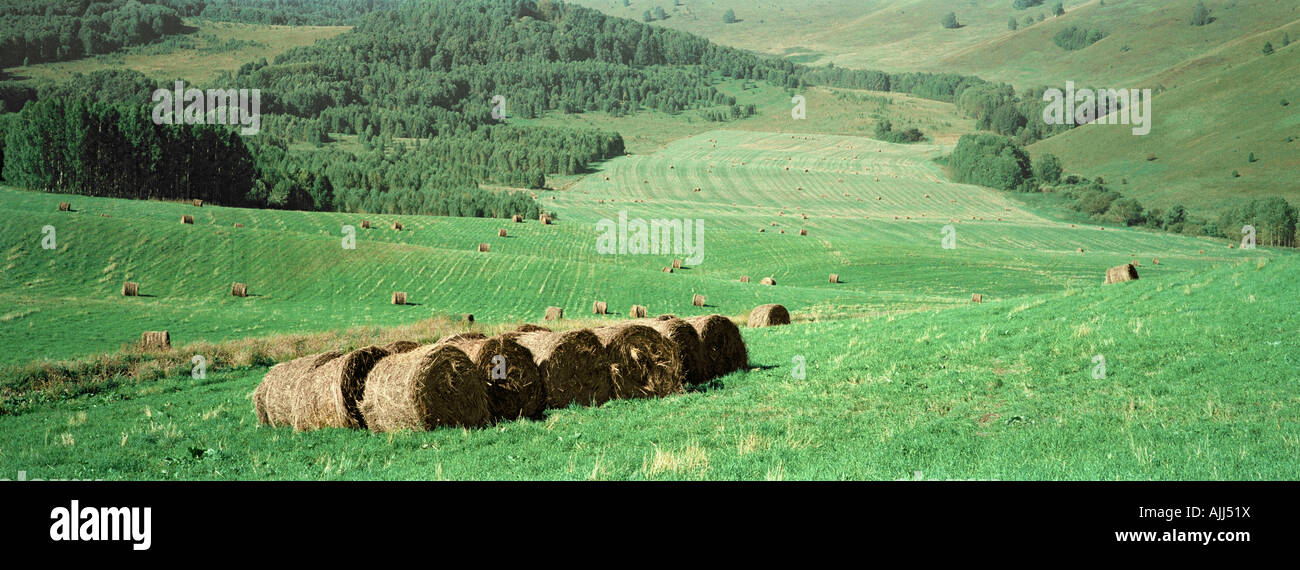 Tree haystacks altai siberia hi-res stock photography and images - Alamy