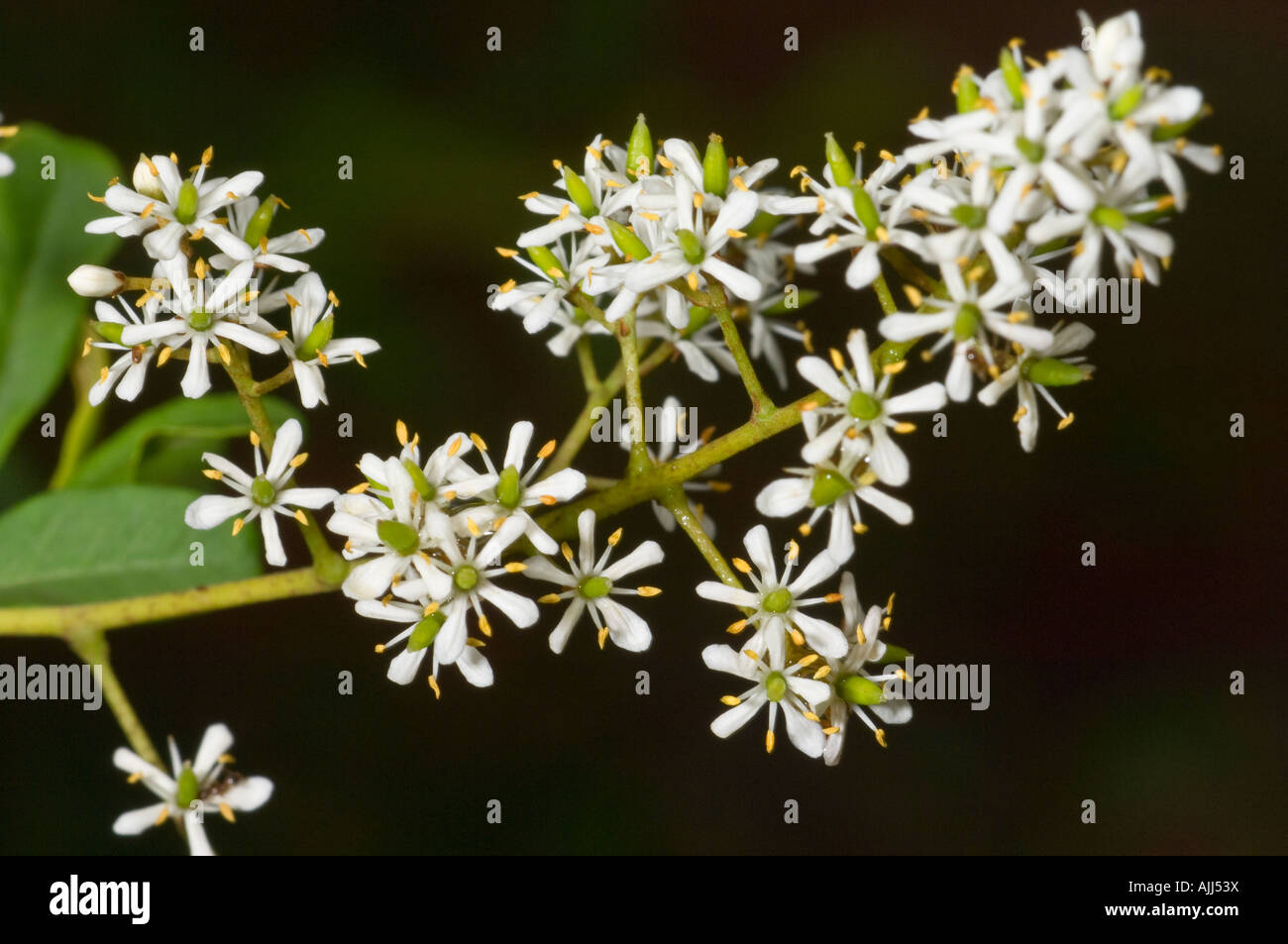 Flowering rainforest tree Stock Photo - Alamy