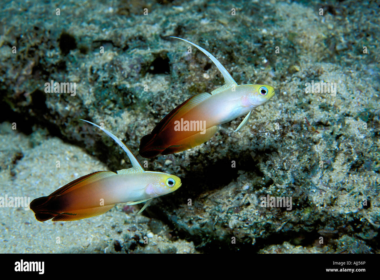 Fire dartfish hi-res stock photography and images - Alamy