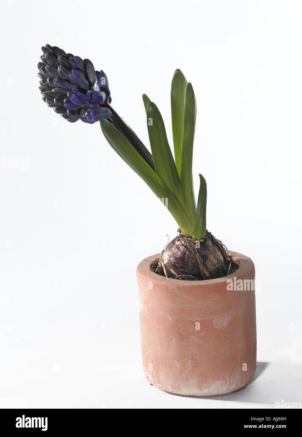 Hyacinth Hyacinthus sp Stock Photo - Alamy