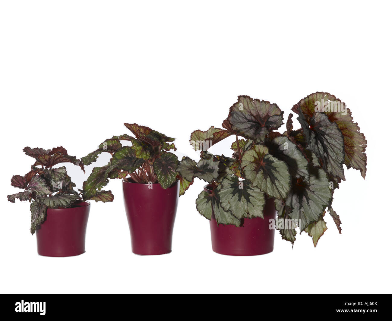 Begonia Begonia rex Stock Photo - Alamy