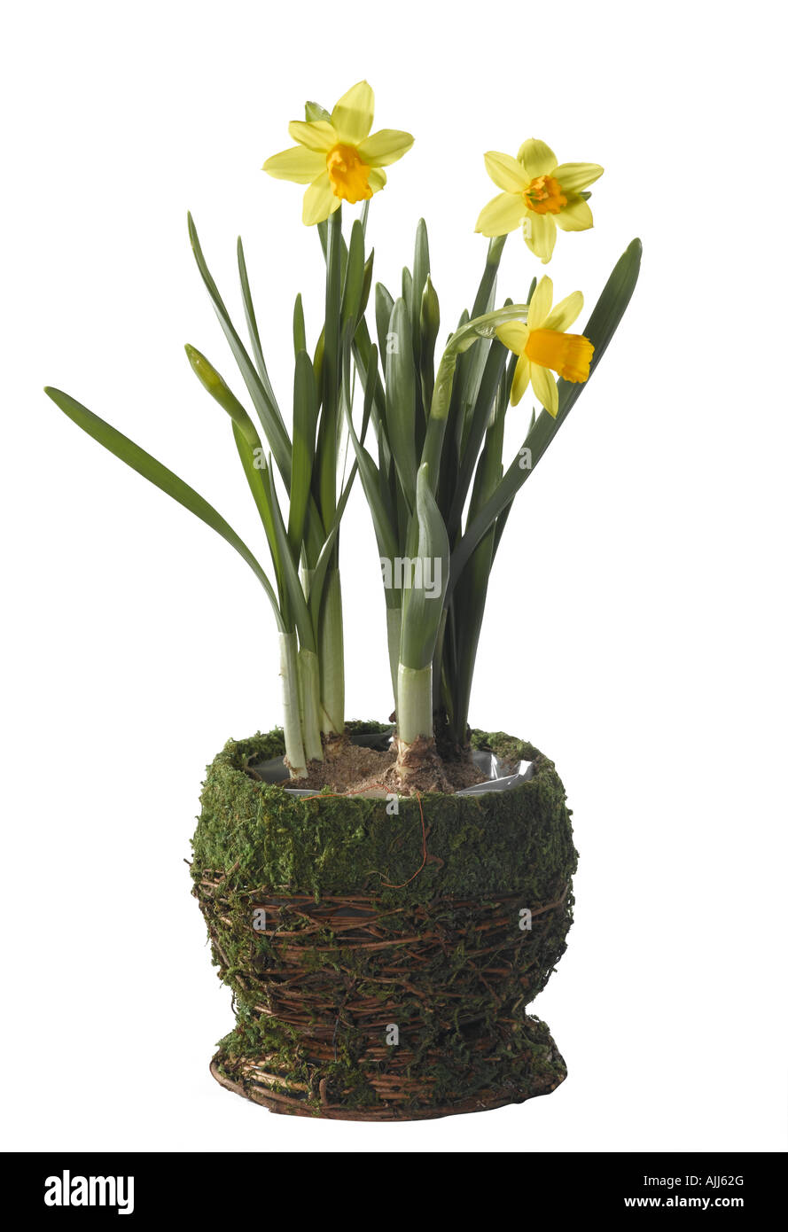 Hyacinthus sp hi-res stock photography and images - Alamy