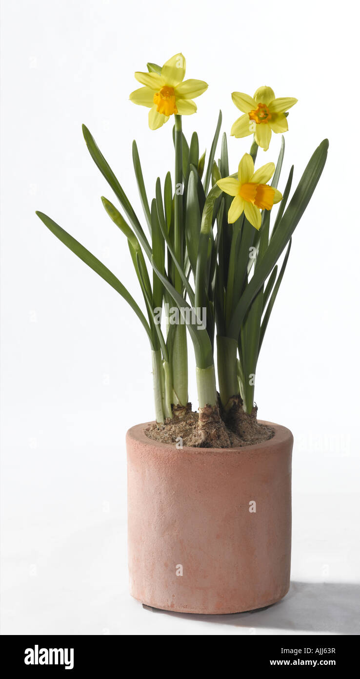 Hyacinthus sp hi-res stock photography and images - Alamy