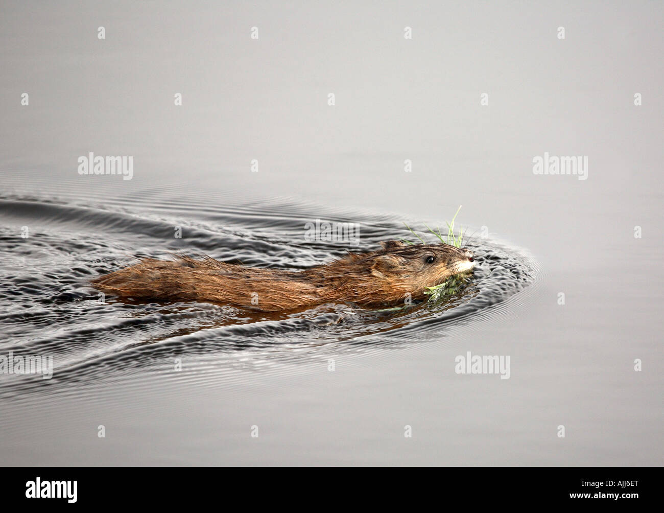 Muskrat swimming with vegetation in its mouth Stock Photo - Alamy