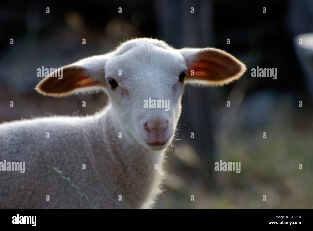small lamb close up Stock Photo - Alamy