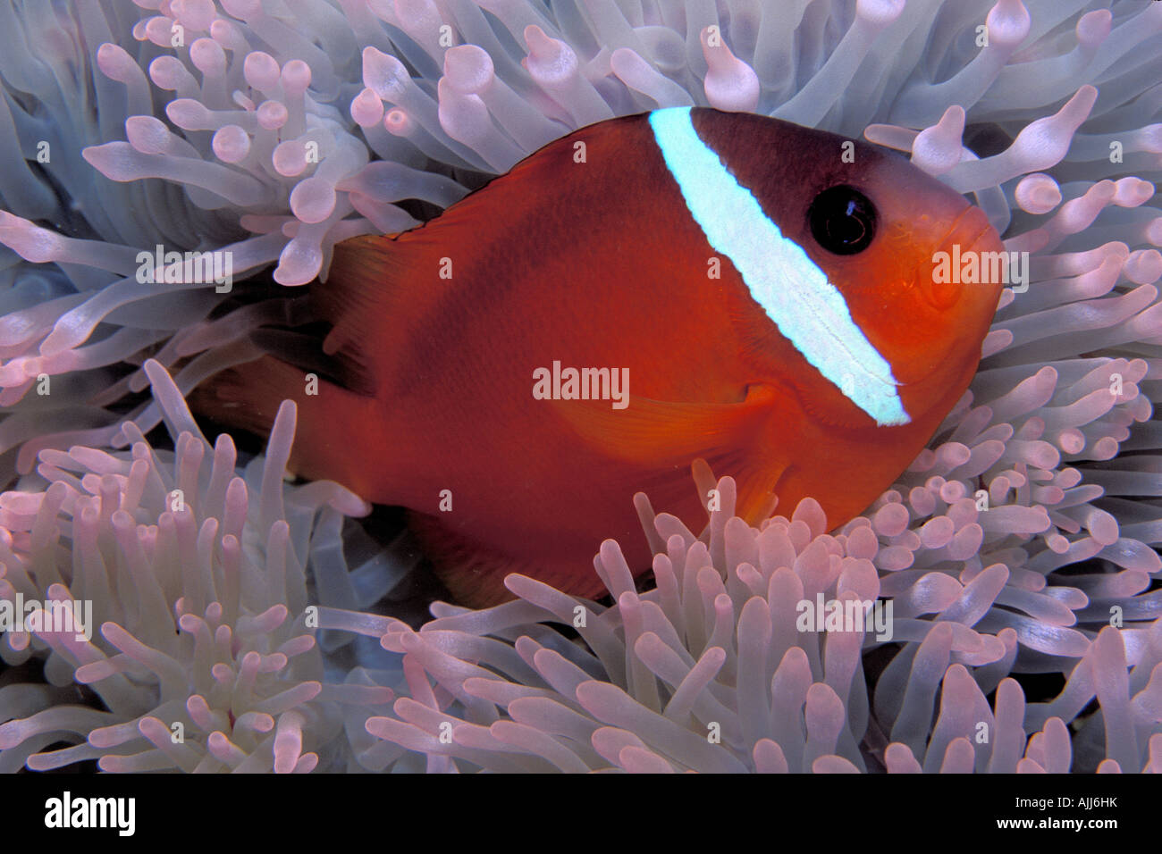 Tomato anemonefish Amphiprion frenatus Fiji Pacific Ocean Stock Photo ...