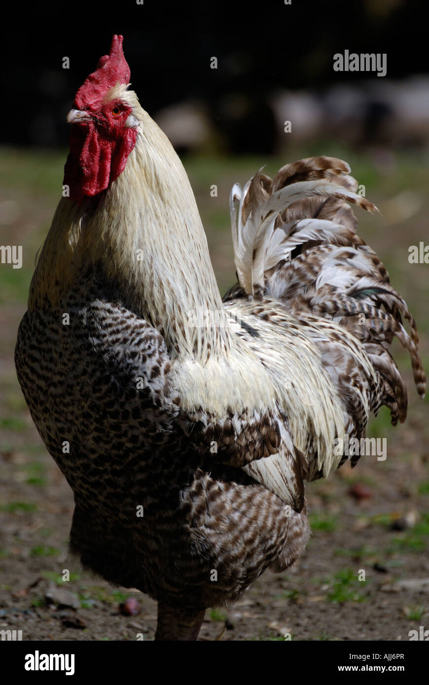 a proud grey rooster Stock Photo - Alamy
