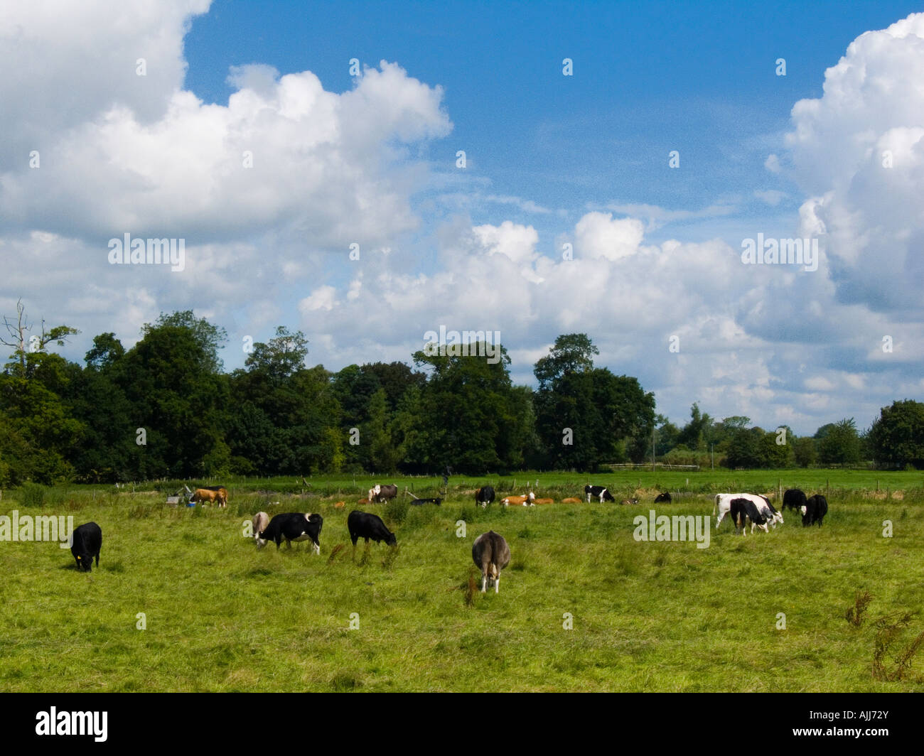 English countryside animals hi-res stock photography and images - Alamy