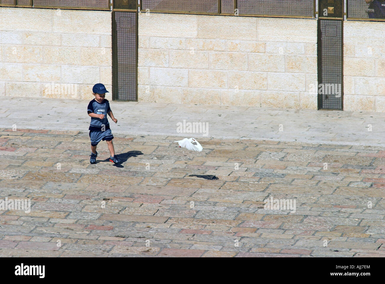 White dove jerusalem hi-res stock photography and images - Alamy