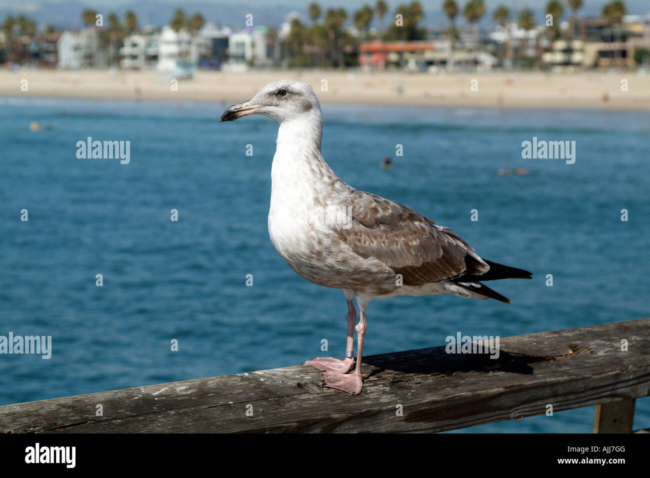 California birdlife hi-res stock photography and images - Alamy