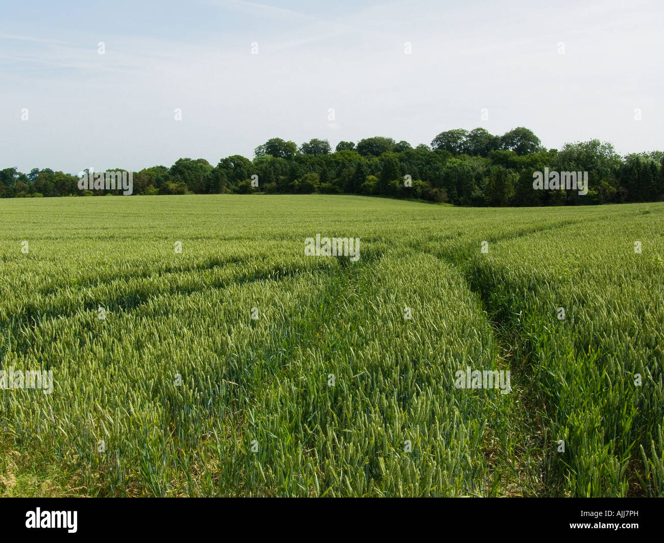 English field, Wiltshire, UK Stock Photo - Alamy