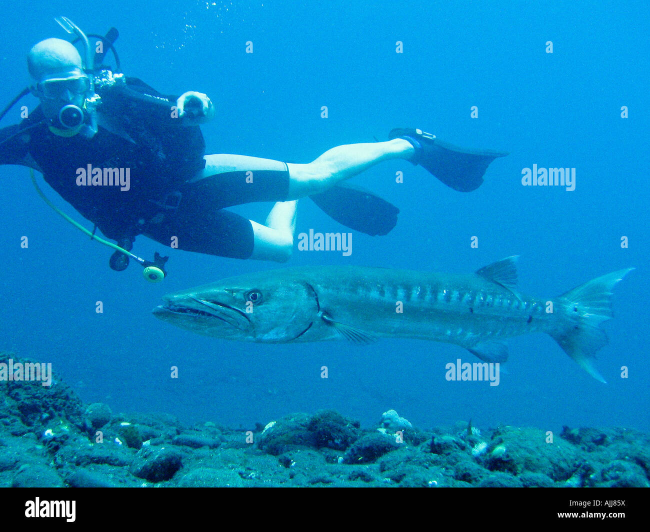 Underwater Scuba Diving with a Barracuda Bali Indonesia Stock Photo - Alamy
