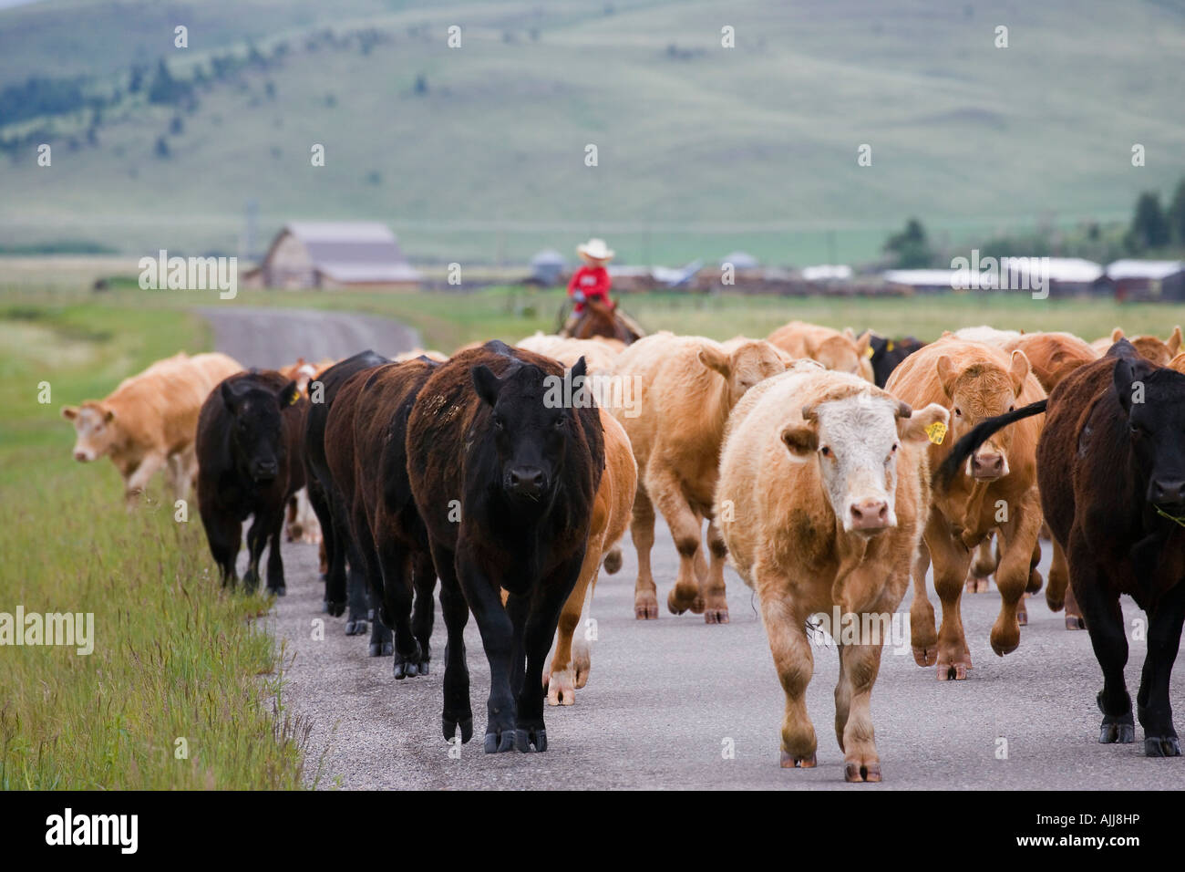 Young cowboy herding cattle Stock Photo - Alamy