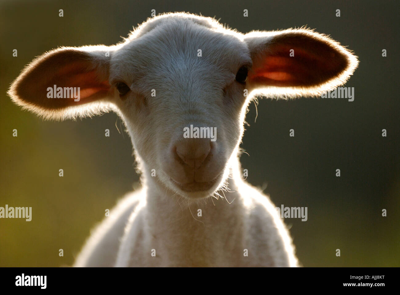 Gentle lamb hi-res stock photography and images - Alamy