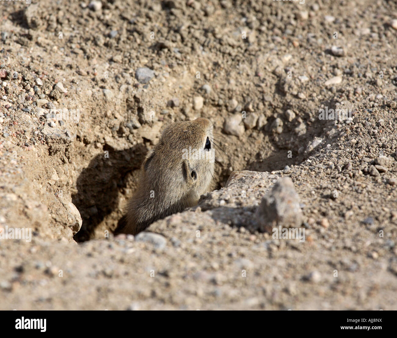 Ground squirrel peaking out of burrow Stock Photo - Alamy