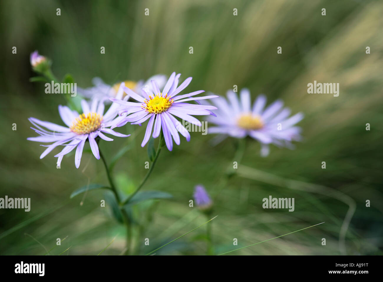 Purple Aster Daisy Flowers Little Carlow Stock Photo - Alamy