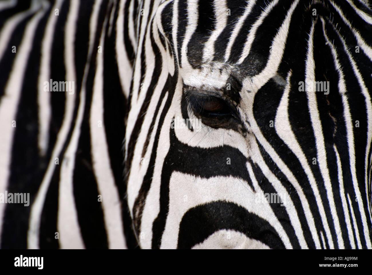 closeup of a zebra's head Stock Photo - Alamy