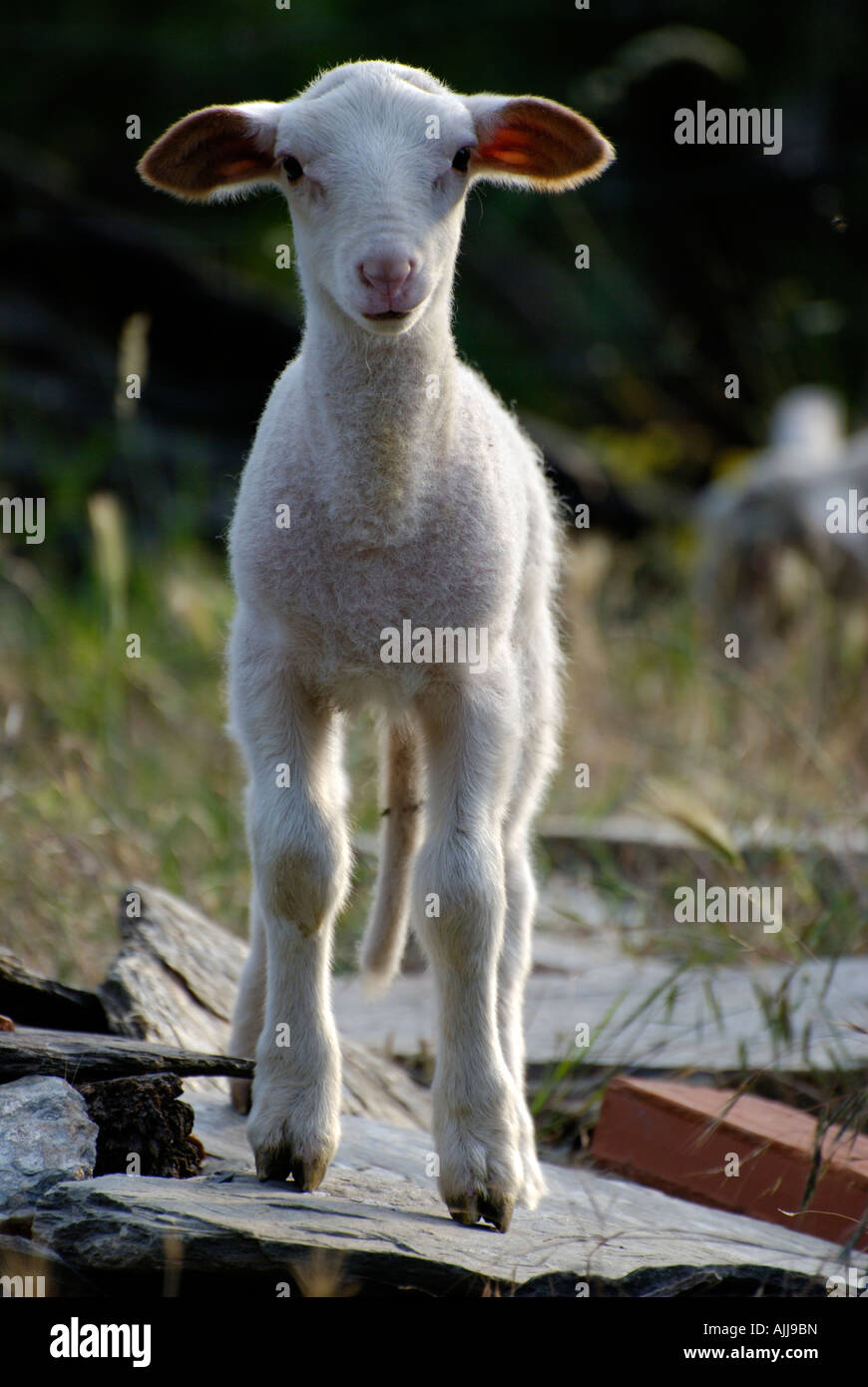 Gentle lamb hi-res stock photography and images - Alamy