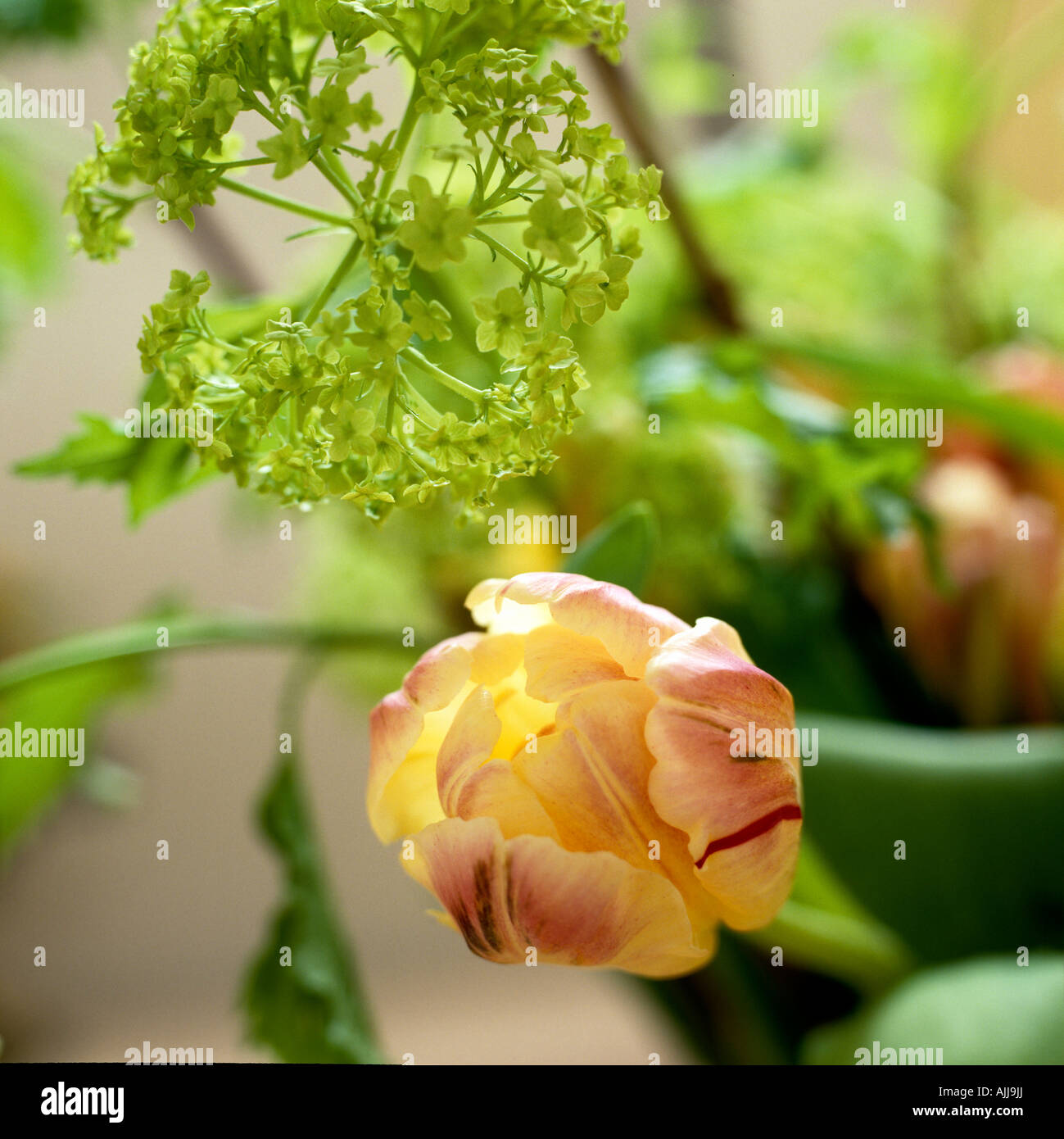 Close up of tulip head Stock Photo - Alamy