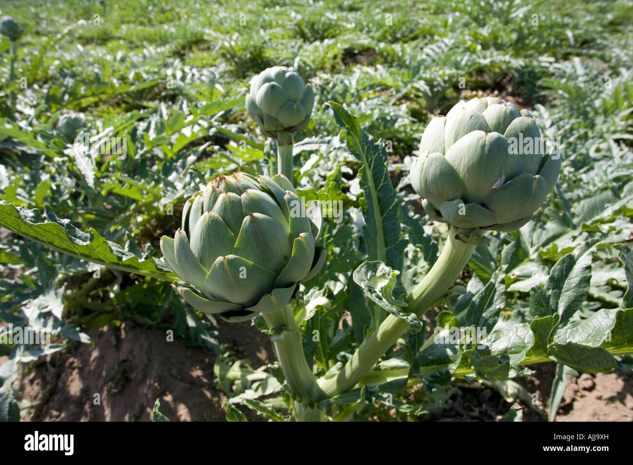 Edible buds of Globe artichoke Cynara scolymus Brittany France Stock ...