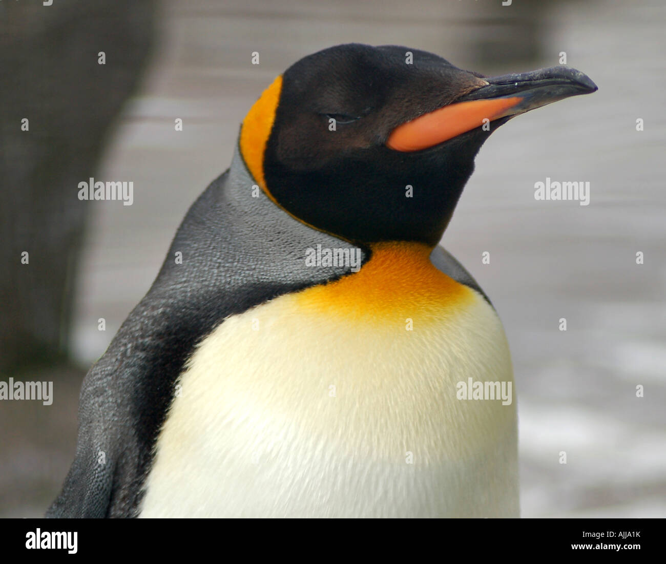 Penguin parade edinburgh zoo hi-res stock photography and images - Alamy