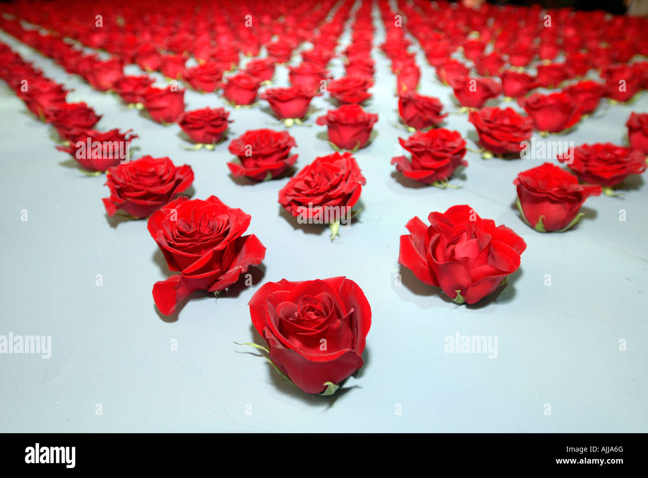Decorative display of roses Stock Photo - Alamy