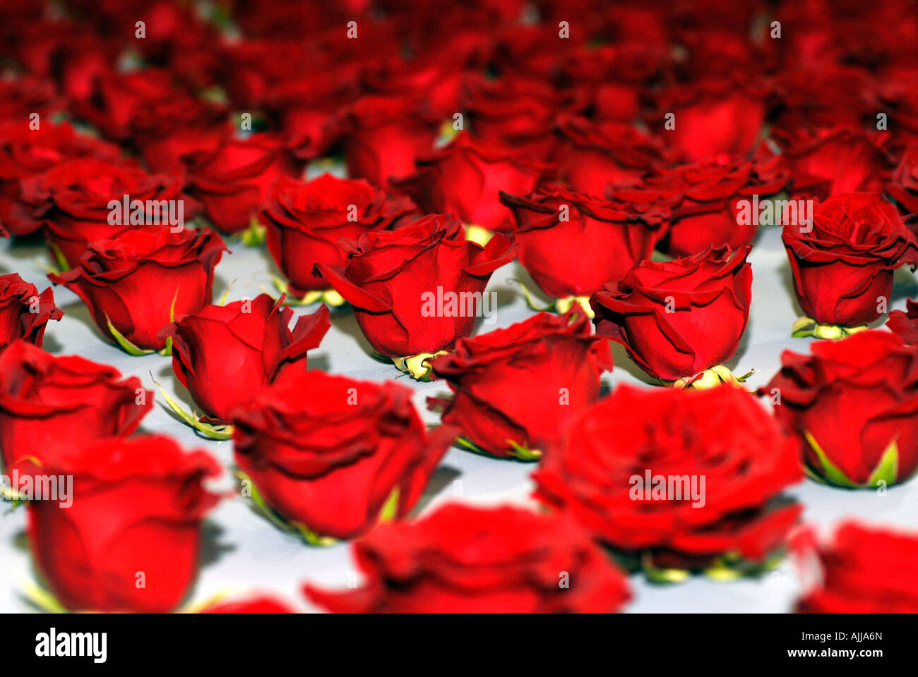 Decorative display of roses Stock Photo - Alamy