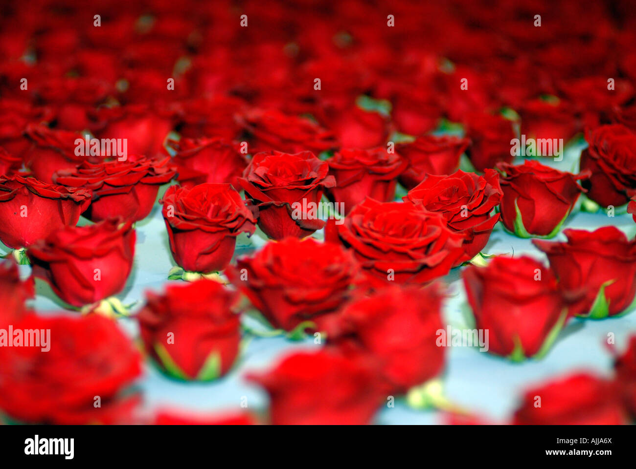 Decorative display of roses Stock Photo - Alamy