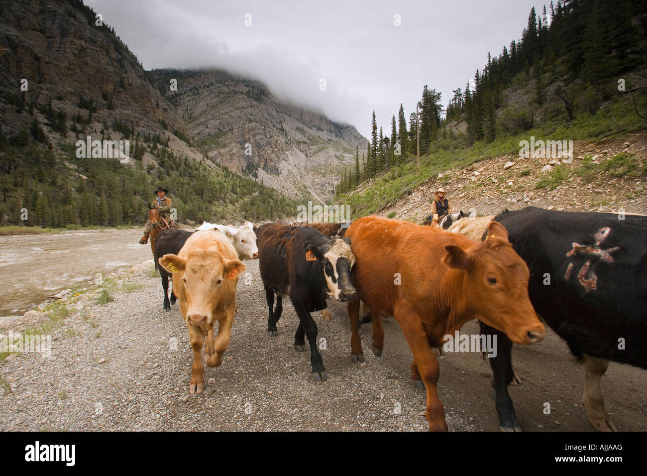 Western alberta cattle hi-res stock photography and images - Alamy
