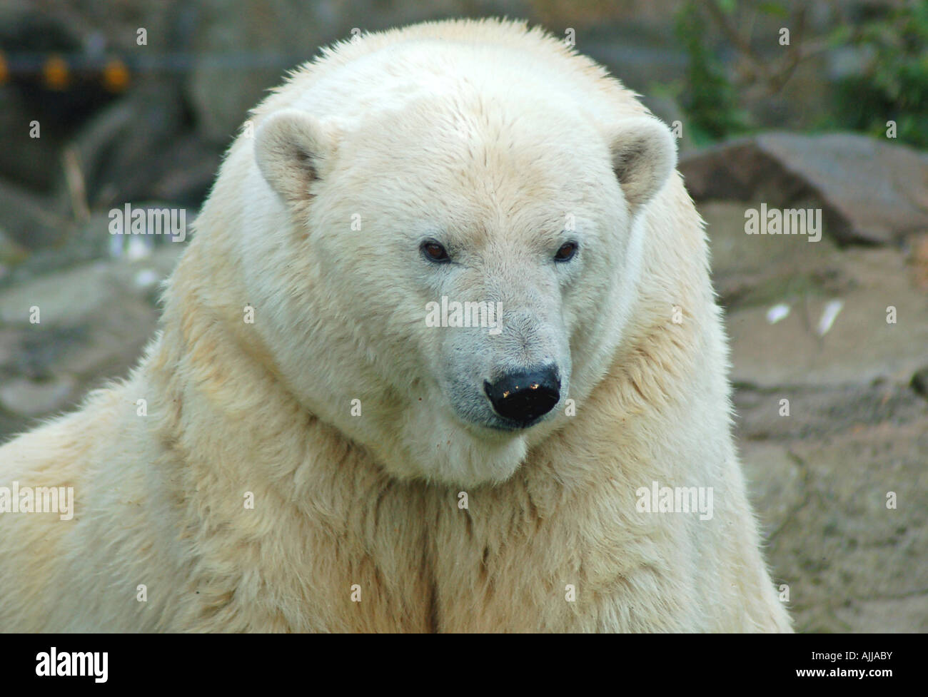 Polar bear in Edinburgh Zoo Stock Photo - Alamy