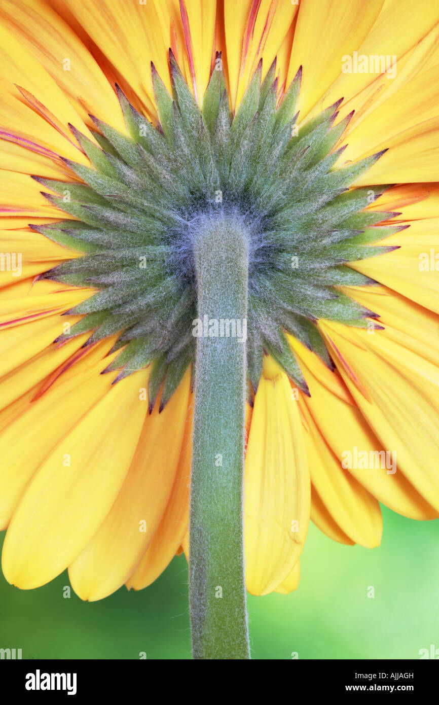Close up of rear of Orange Daisy Flower Stock Photo - Alamy