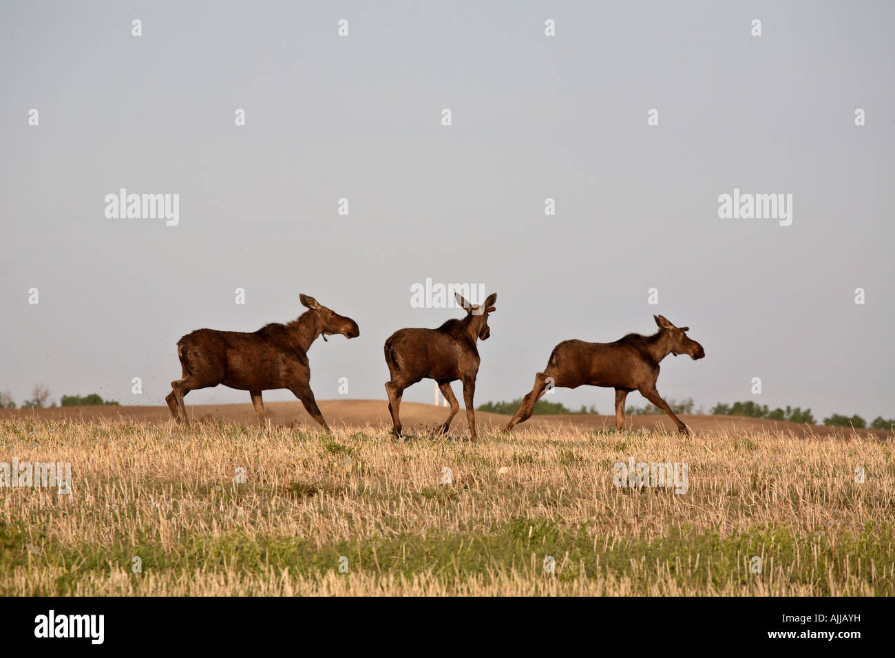 Cow moose with male offspring Stock Photo - Alamy