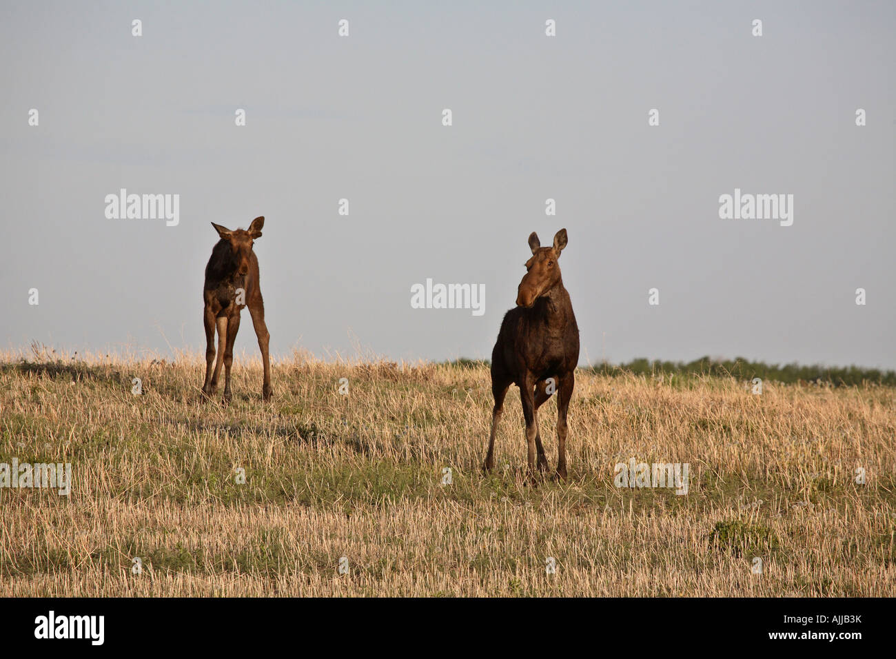 Cow moose with male offspring Stock Photo - Alamy