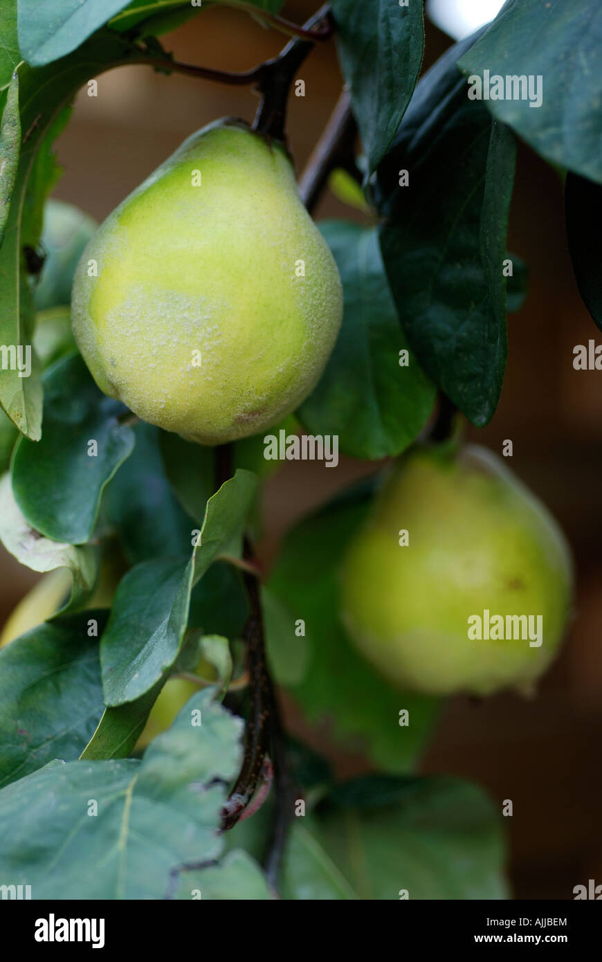 QUINCES GROWING ON TREE IN GARDEN Stock Photo - Alamy