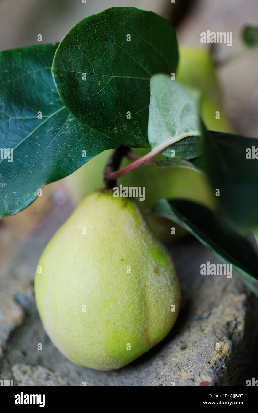 SINGLE QUINCE AND LEAVES ON GARDEN BOULDER Stock Photo - Alamy