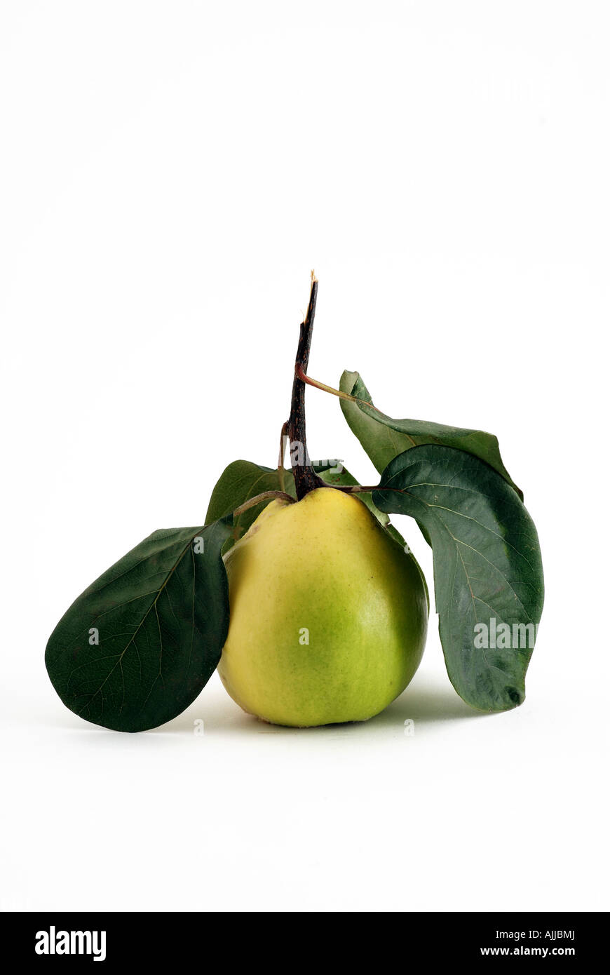 SINGLE QUINCE AND LEAVES ON WHITE BACKGROUND Stock Photo - Alamy