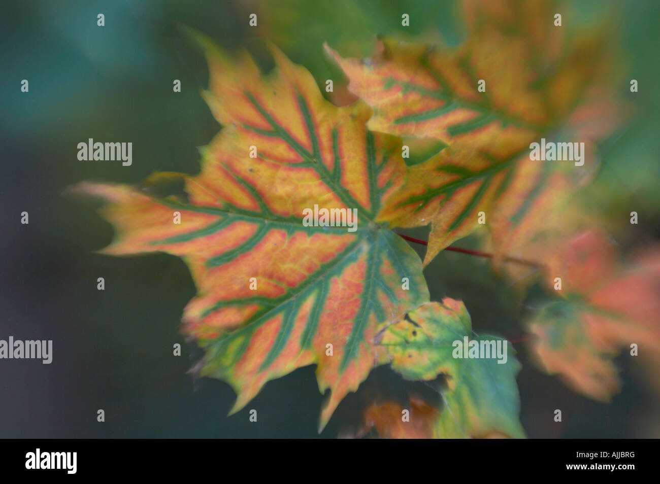 Colorful fall leaves Stock Photo - Alamy