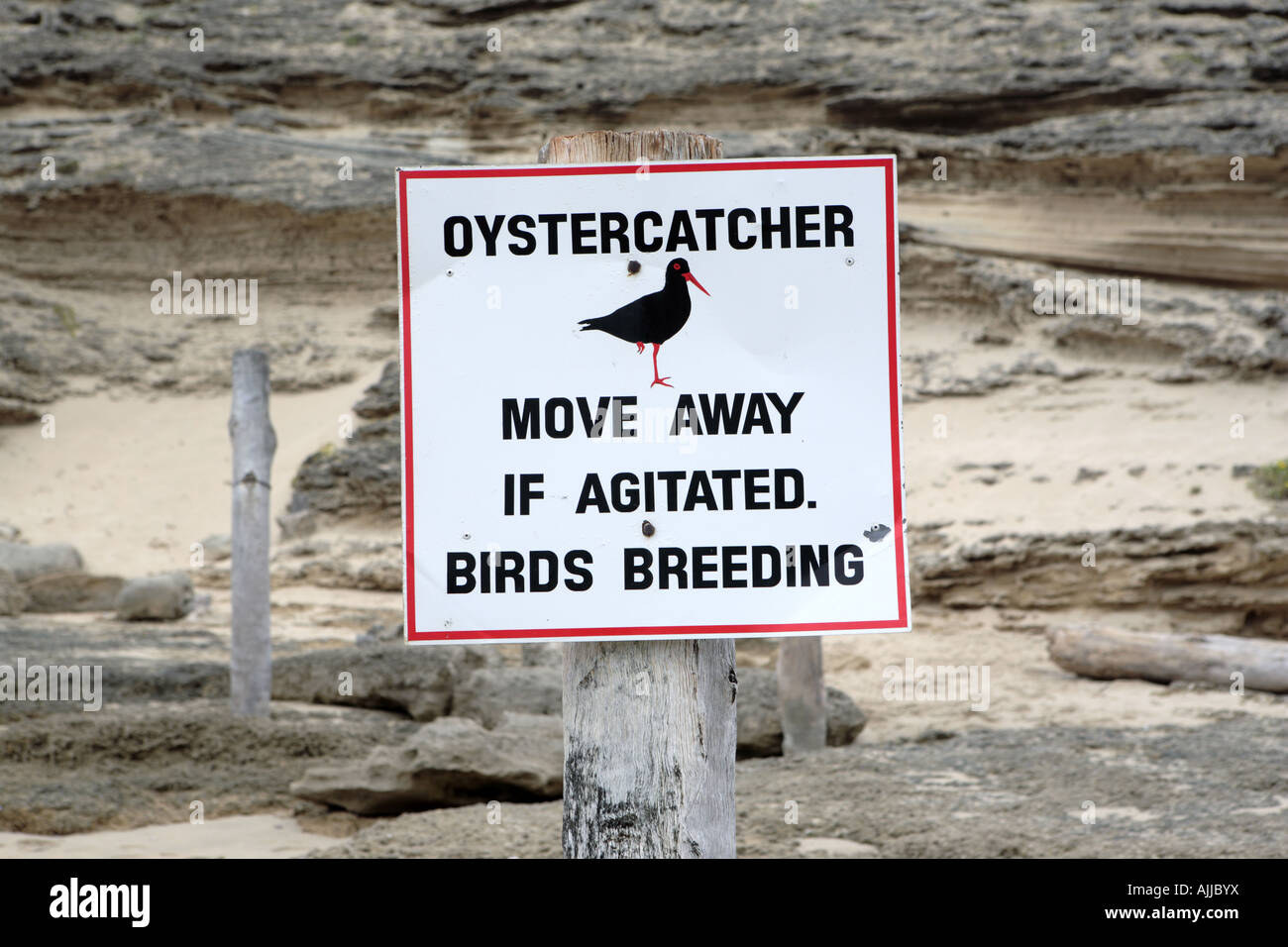 Sign warning away from Oystercatcher breeding grounds Stock Photo - Alamy
