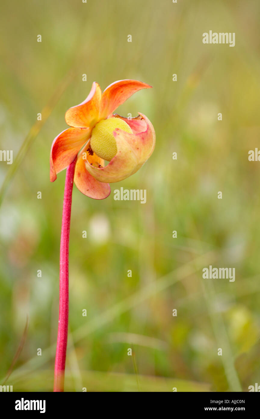 Flower of a Pitcher Plant at the Adirondack Park Agency Visitor ...