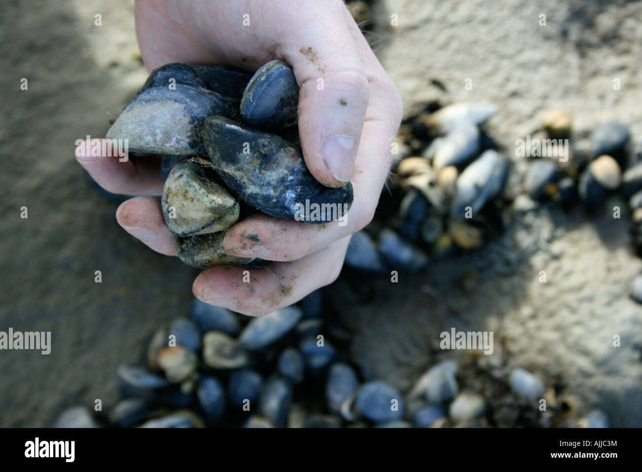 Mussel fishing ireland hi-res stock photography and images - Alamy