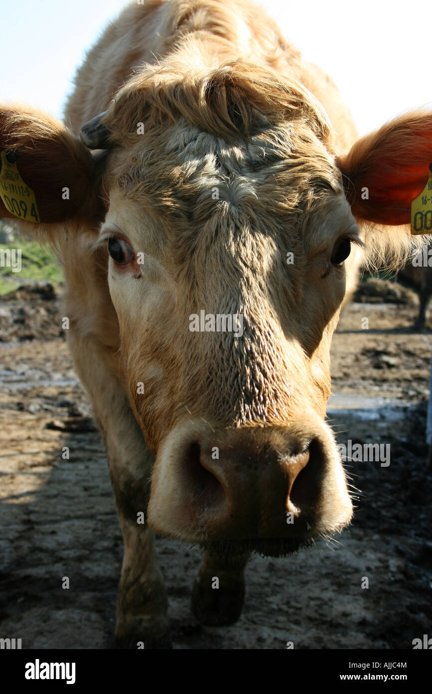 Cow offal hi-res stock photography and images - Alamy